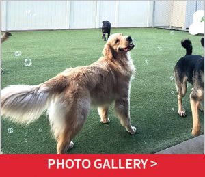 Welcome to Red Dog Springdale | Red Dog Pet Resort & Spa