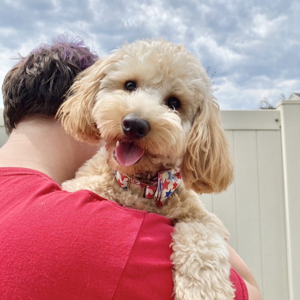 Daycare | Red Dog Pet Resort & Spa