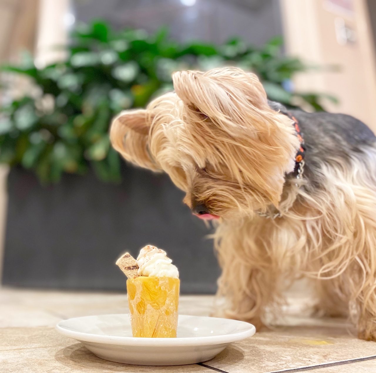 Boston | Red Dog Pet Resort & Spa