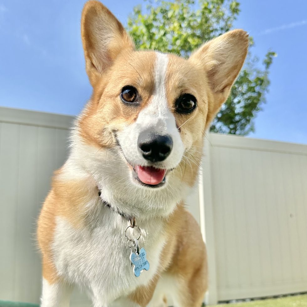 Daycare | Red Dog Pet Resort & Spa