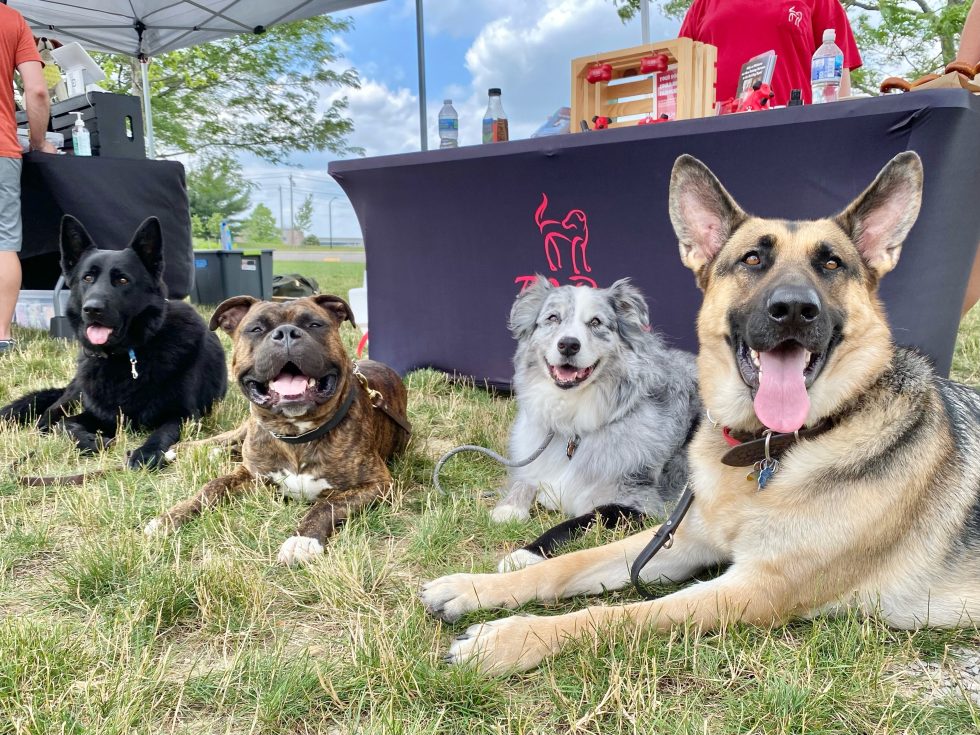 Events & Specials | Red Dog Pet Resort & Spa