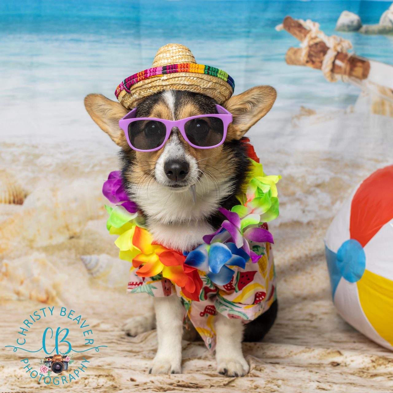 Daycare | Red Dog Pet Resort & Spa