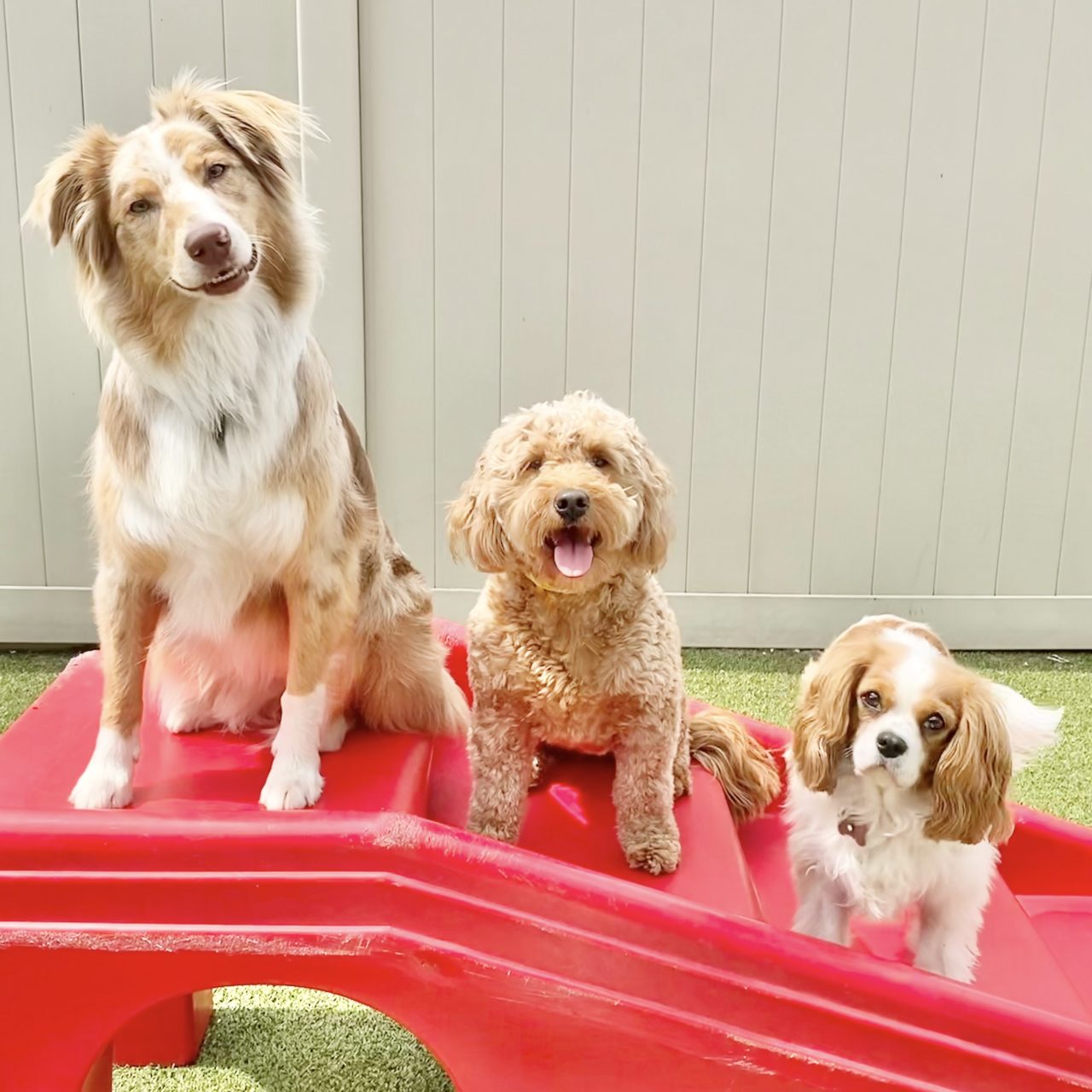 Daycare | Red Dog Pet Resort & Spa