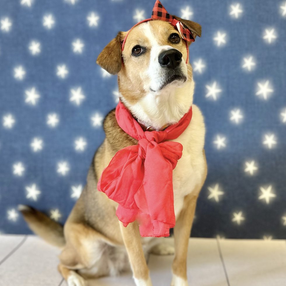 Red Day in Daycare (Cincinnati) | Red Dog Pet Resort & Spa