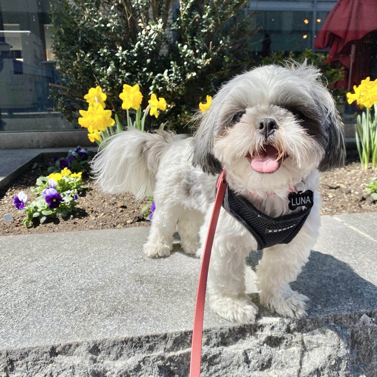 North Station | Red Dog Pet Resort & Spa