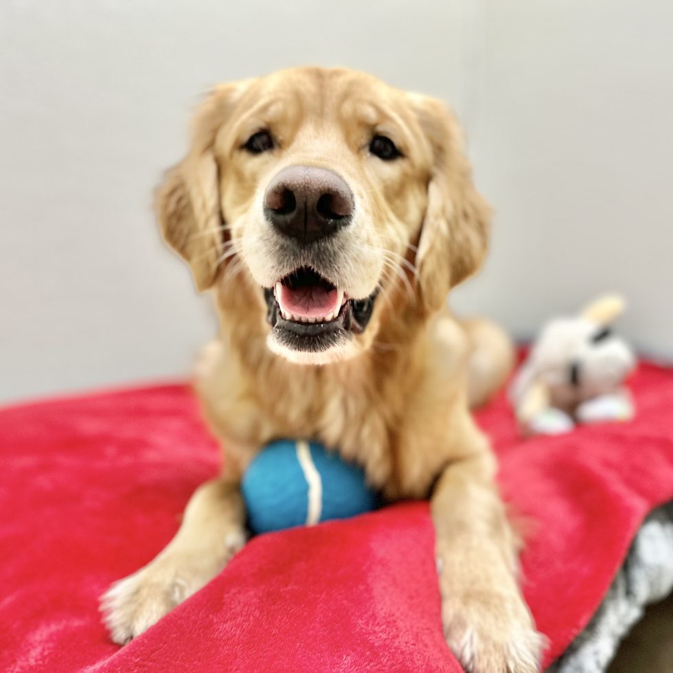 North Station | Red Dog Pet Resort & Spa