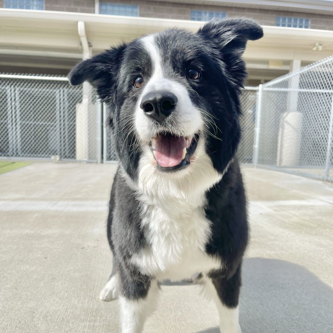 Day Stay | Red Dog Pet Resort & Spa