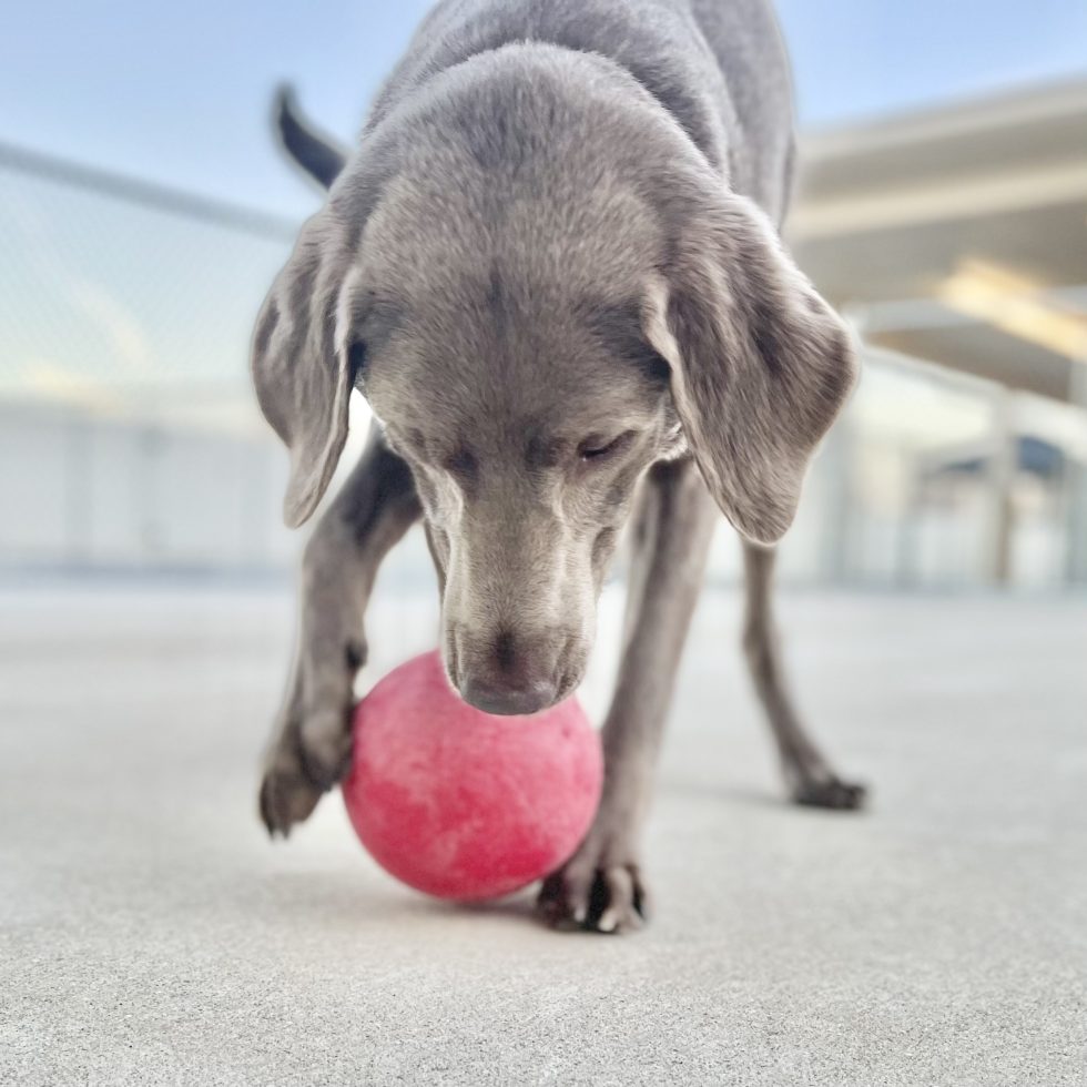 Day Stay | Red Dog Pet Resort & Spa