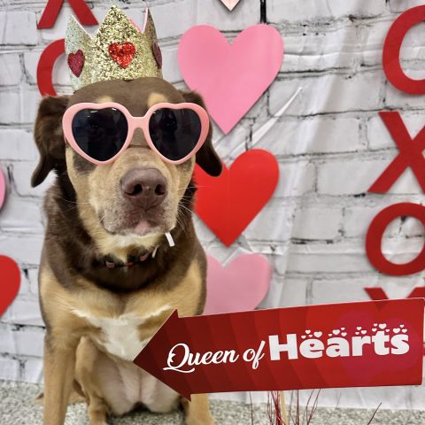 About Us | Red Dog Pet Resort & Spa