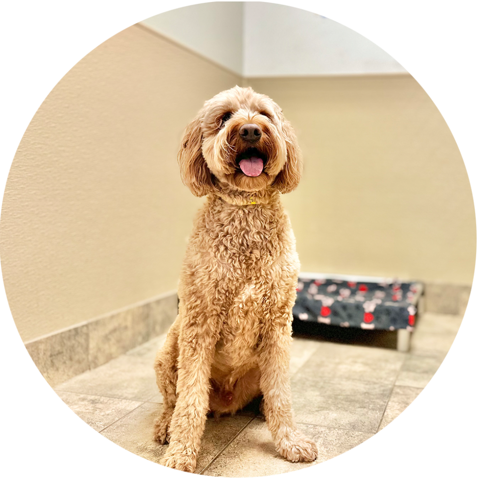 Red Dog Pet Resort & Spa | Your pet’s home away from home, where they ...