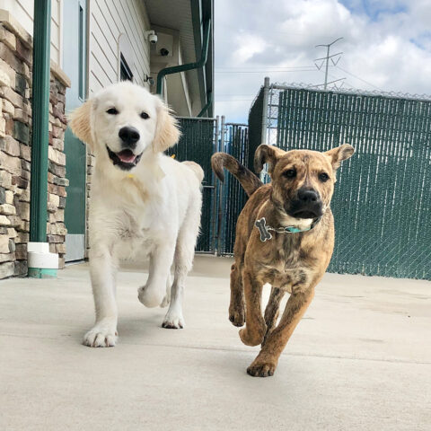 Boston | Red Dog Pet Resort & Spa