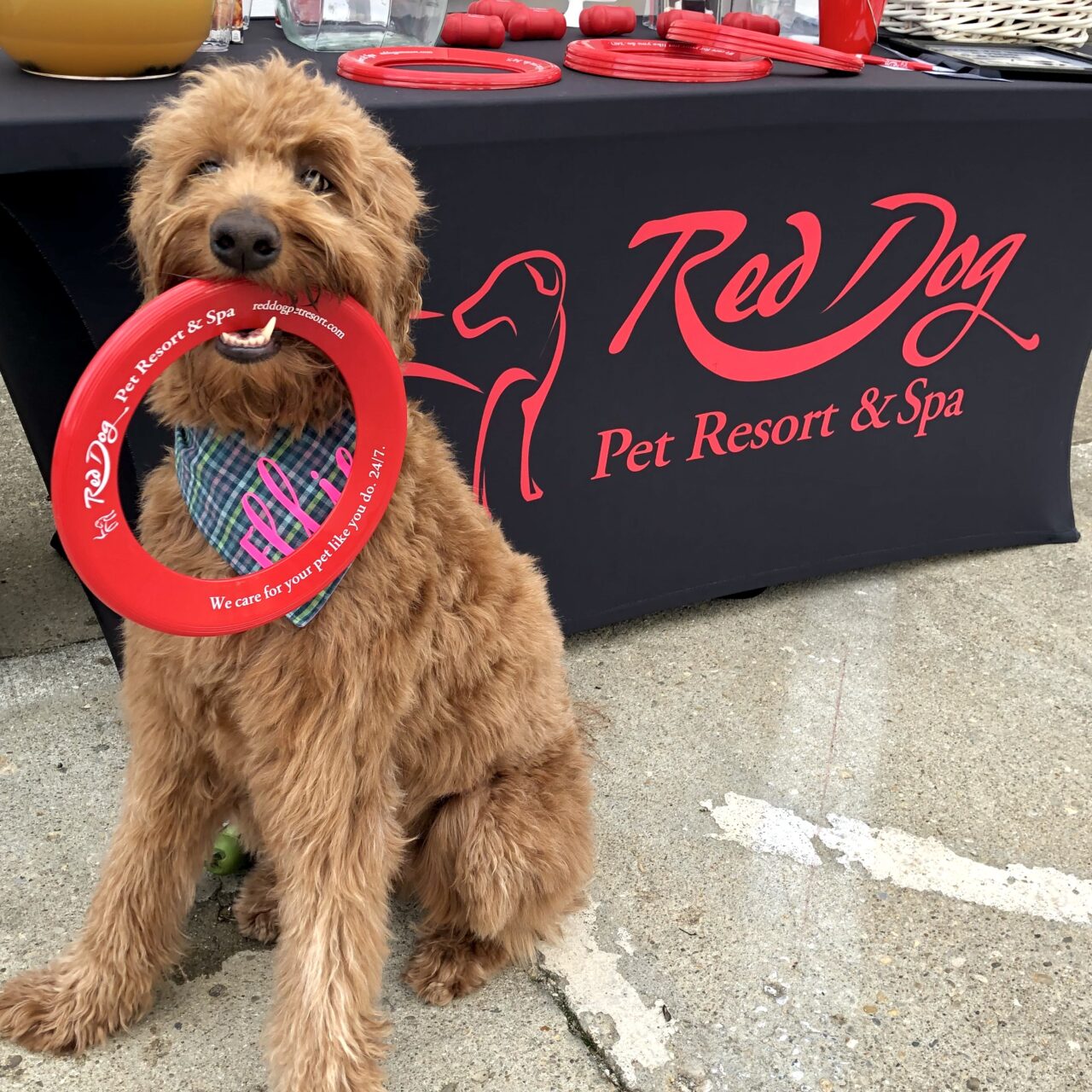 Red Dog’s Mutt Market (MA) | Red Dog Pet Resort & Spa